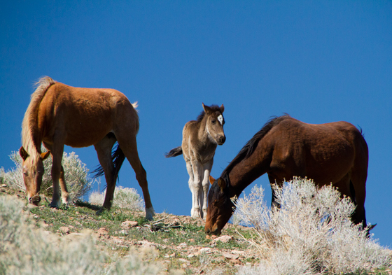 Defend the freedom of 2,000 wild horses in Oregon. - The Horse Network