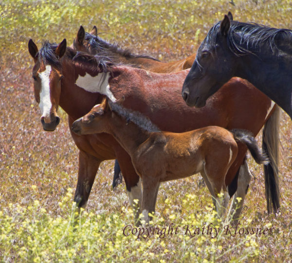 History of the Wild Mustangs in America | The Horse Network